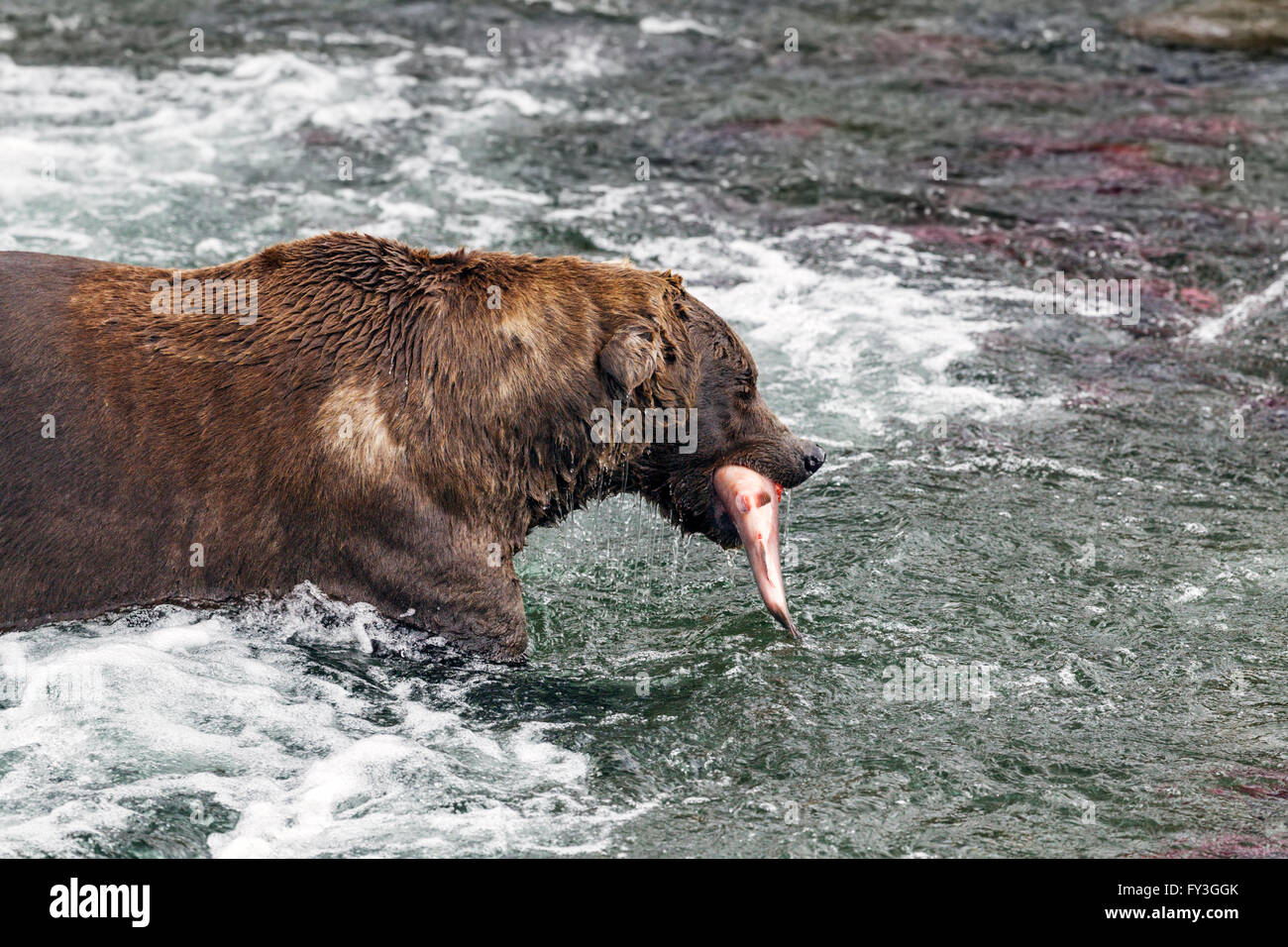 Männliche Braunbären fangen an den Brooks Falls, Katmai Nationalpark ...