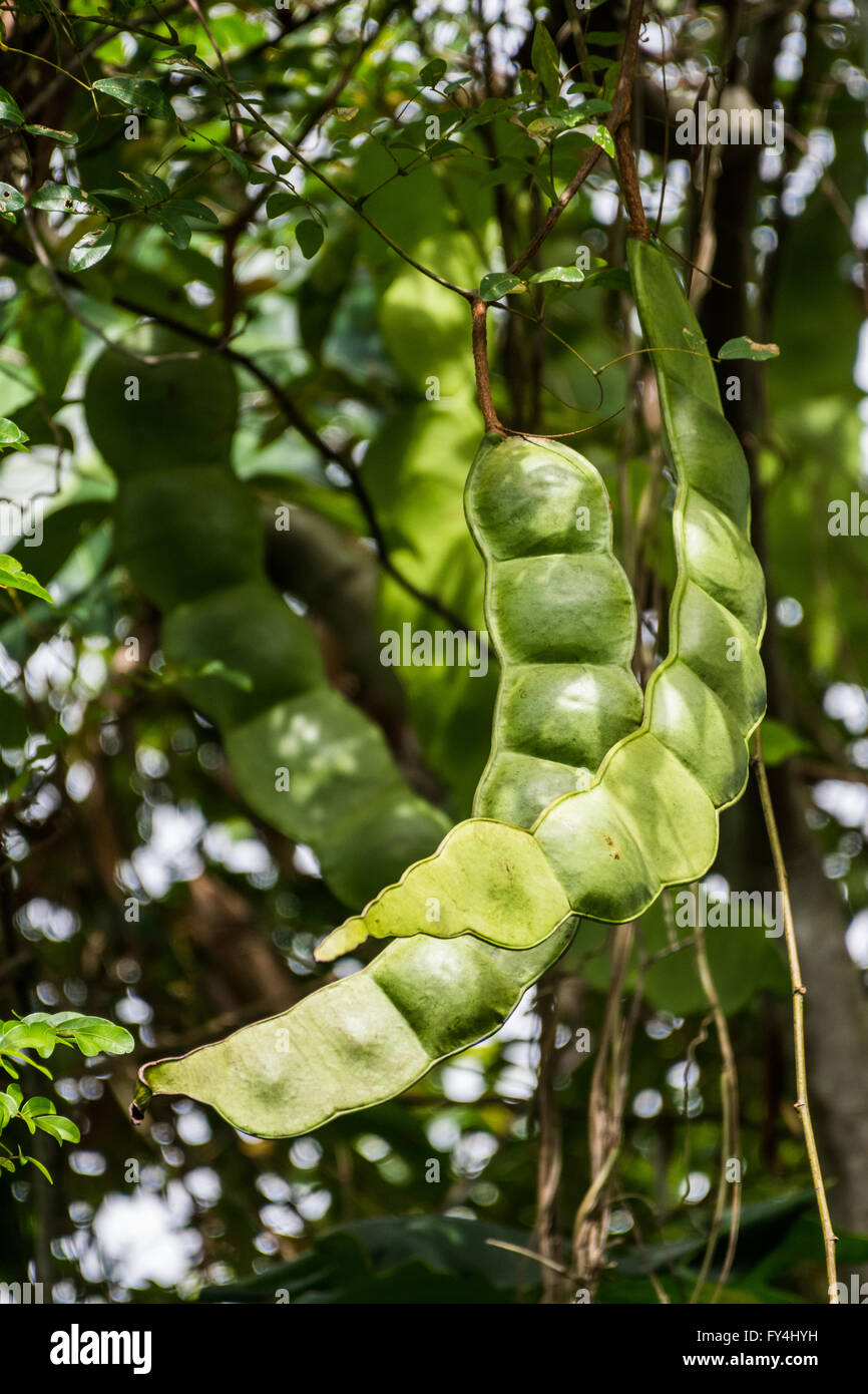 Afrikanisches traumkraut -Fotos und -Bildmaterial in hoher Auflösung ...