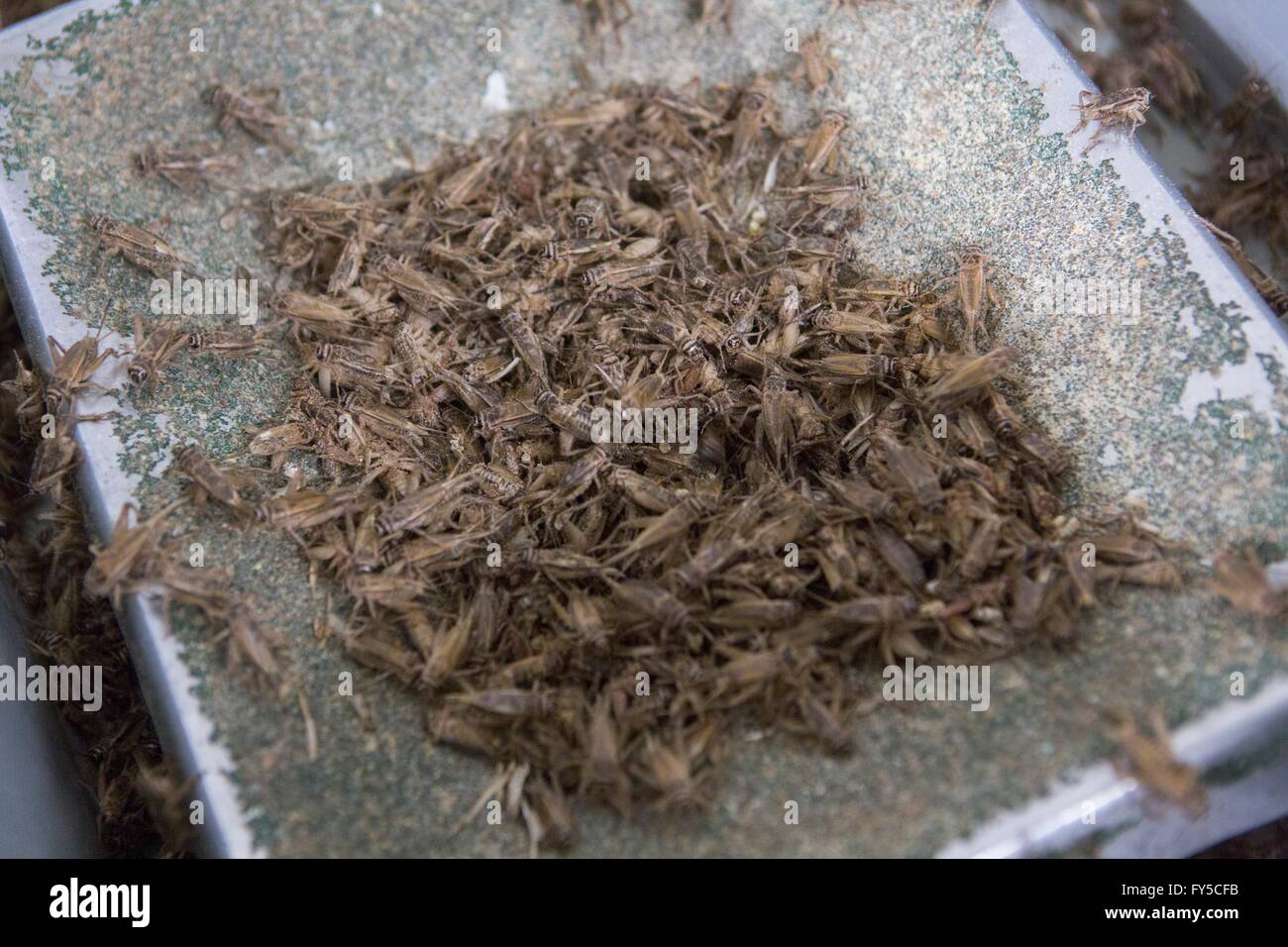 Produktion der großen Skala der essbare Insekten (Grillen) in den ...