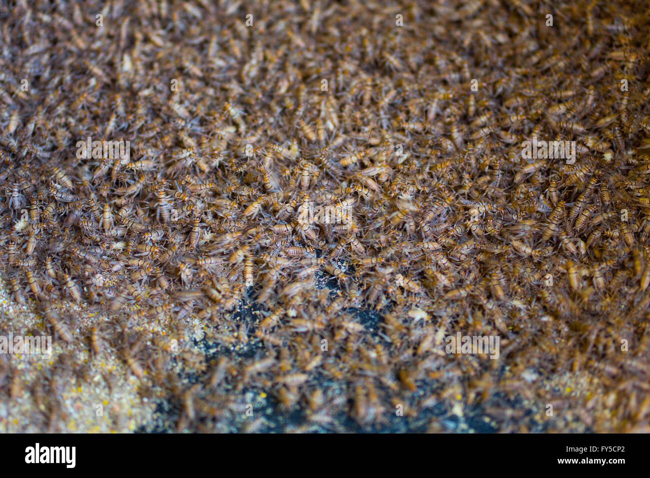 Produktion der großen Skala der essbare Insekten (Grillen) in den ...