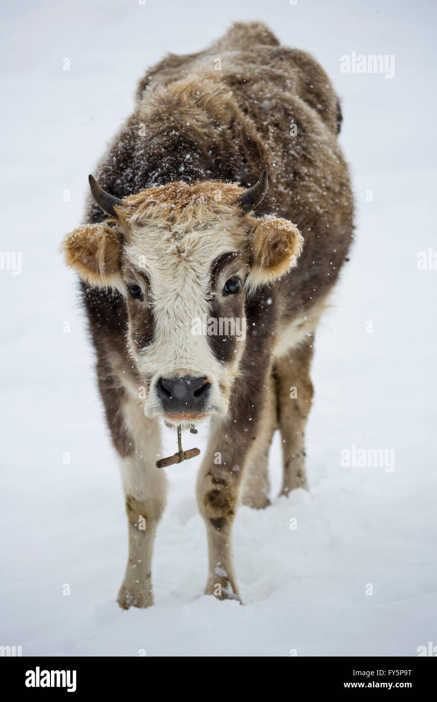 Lockige kuh -Fotos und -Bildmaterial in hoher Auflösung – Alamy