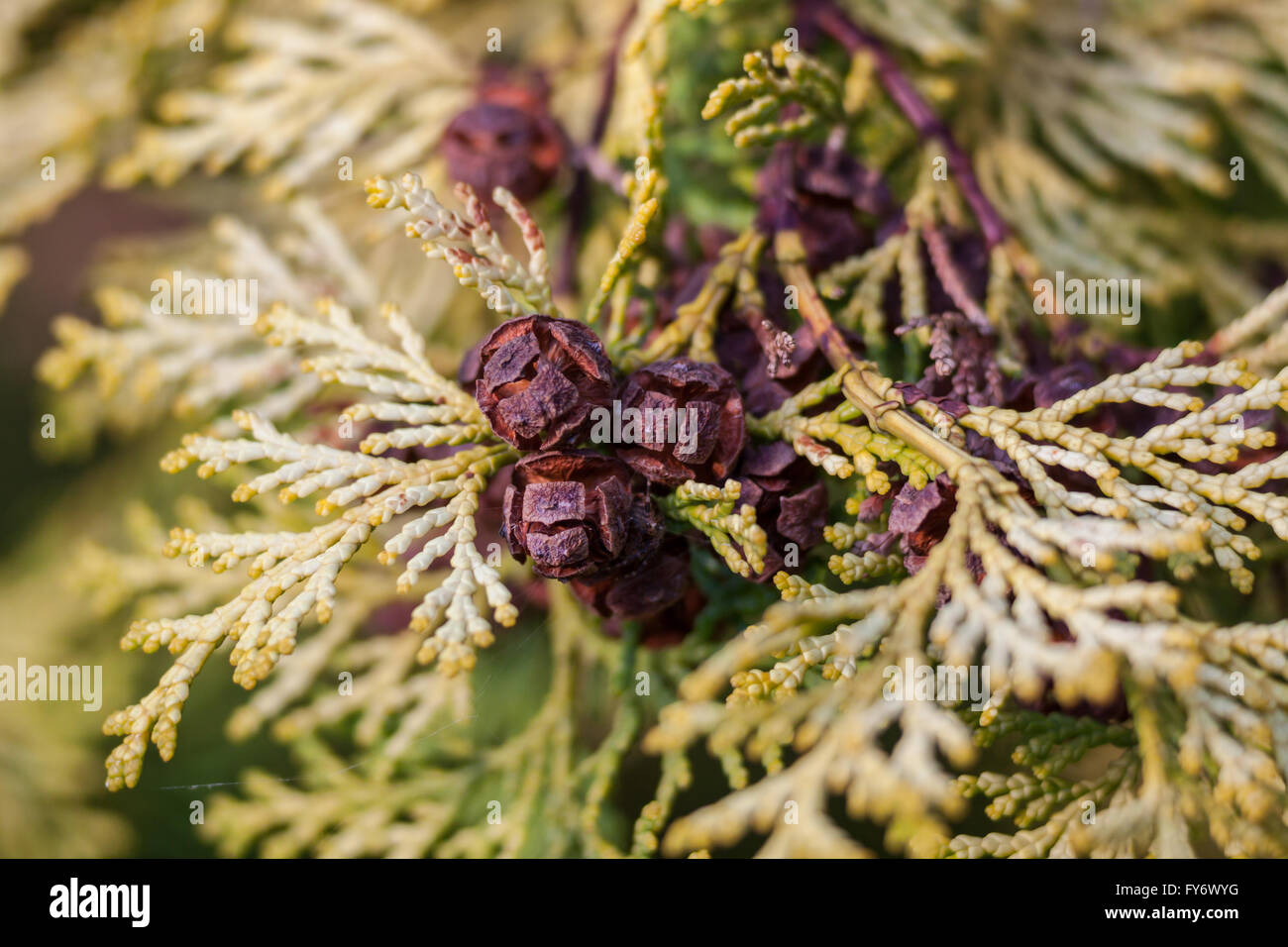 Thuja Occidentalis Tree Stockfotos und -bilder Kaufen - Alamy