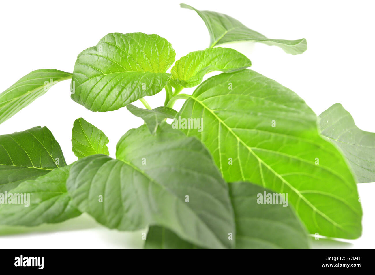 Amarant, Amaranthus SP., Familie Amaranthaceae, Central Thailand ...