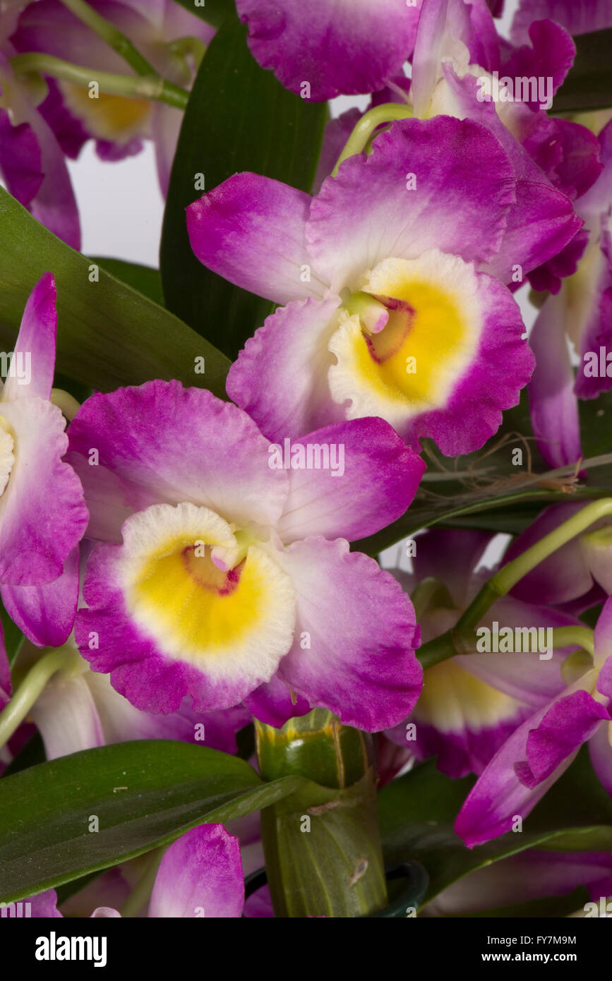Orchidee dendrobium blume Stockfotos und -bilder Kaufen - Alamy