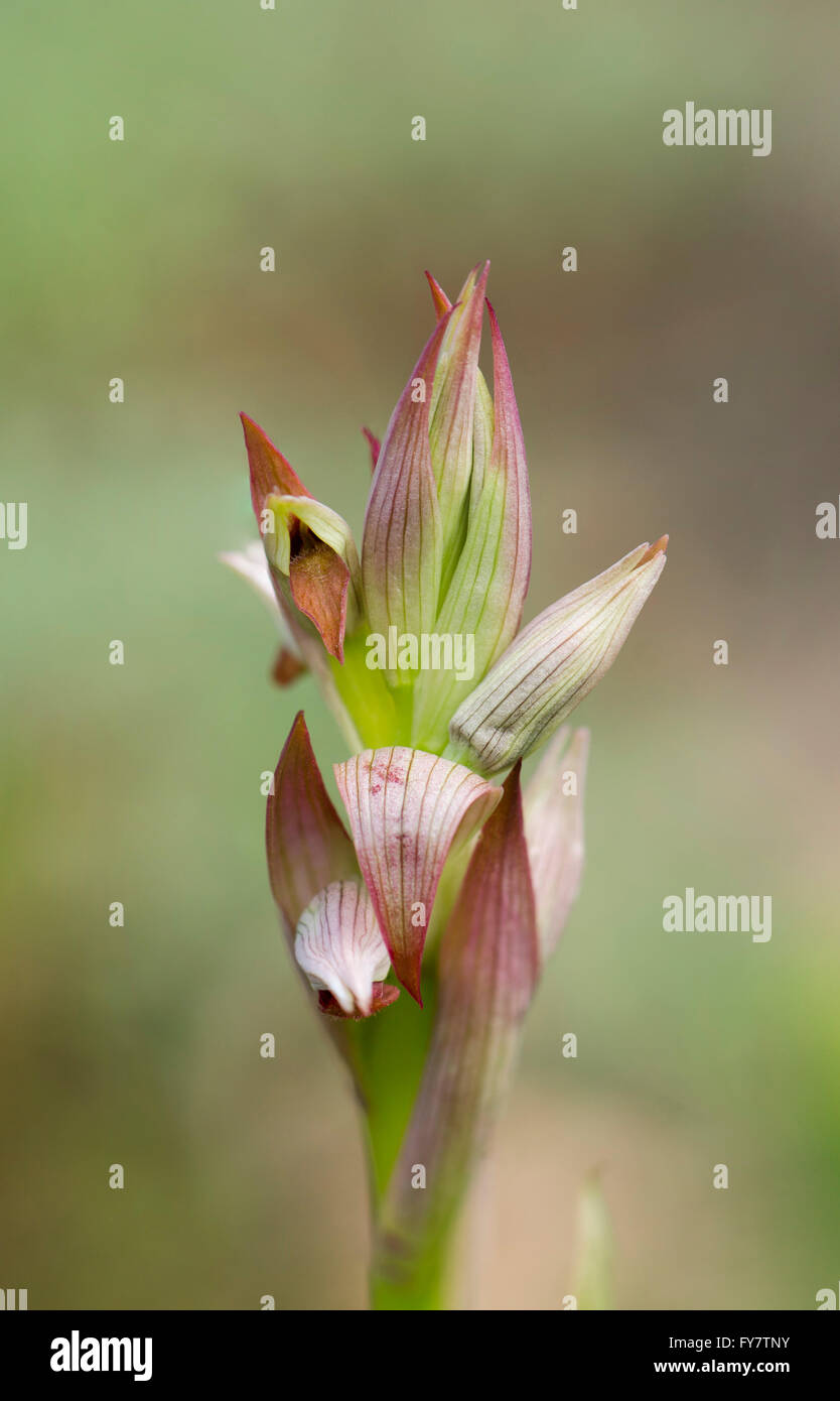 Kleine Blumen Zunge Orchidee, Serapias Parviflora Orchidee, Andalusien ...