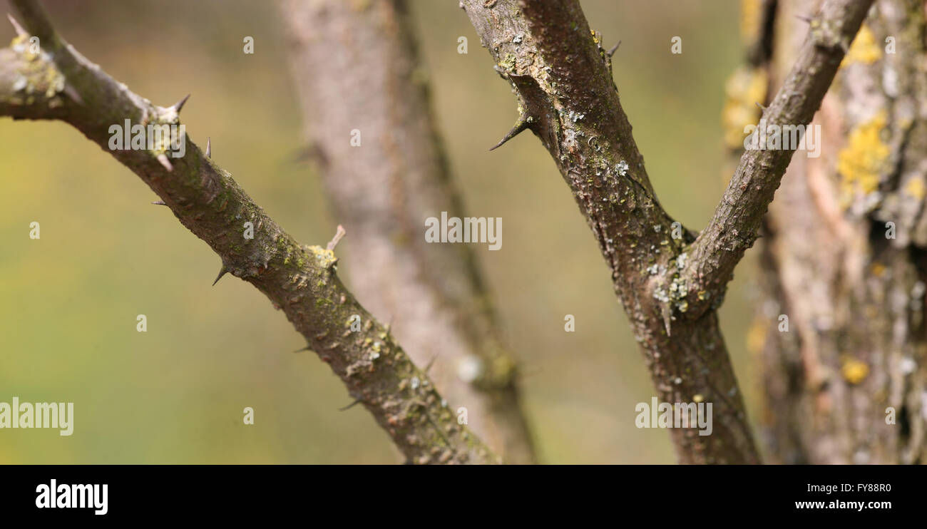 Locus tree -Fotos und -Bildmaterial in hoher Auflösung – Alamy