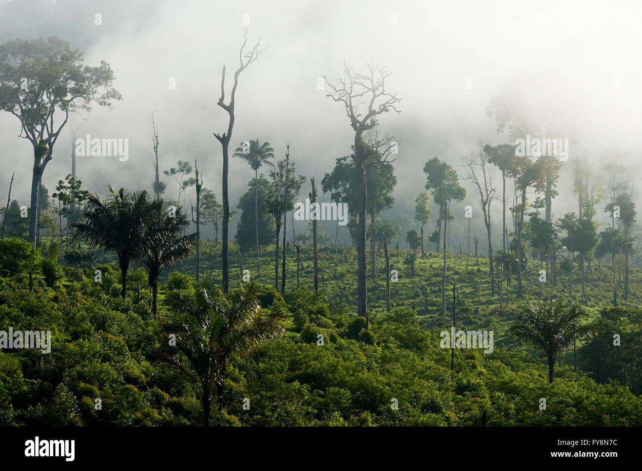 Brandrodung regenwald -Fotos und -Bildmaterial in hoher Auflösung – Alamy