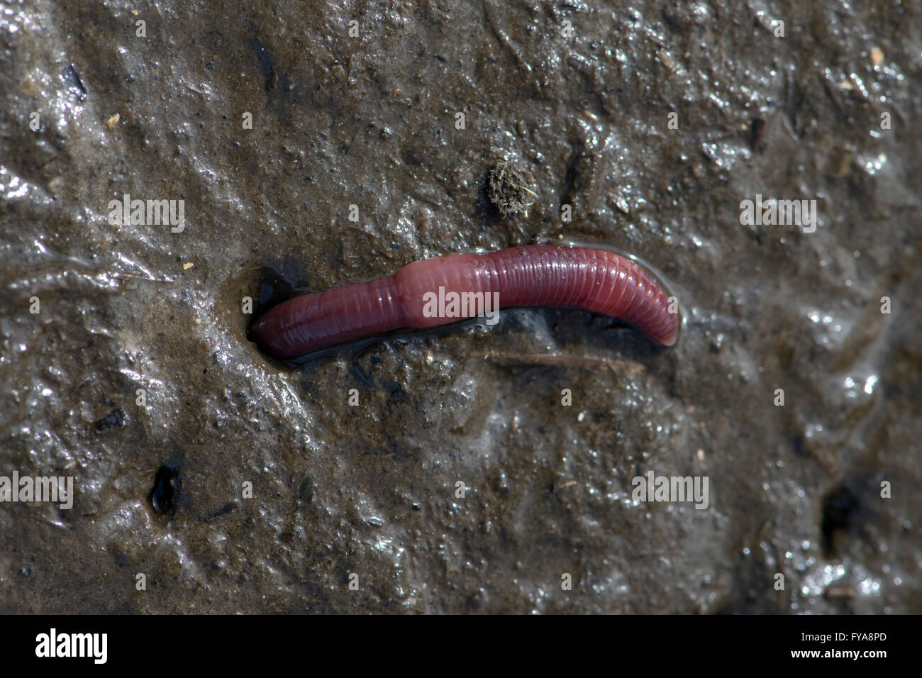 Trout worm -Fotos und -Bildmaterial in hoher Auflösung – Alamy