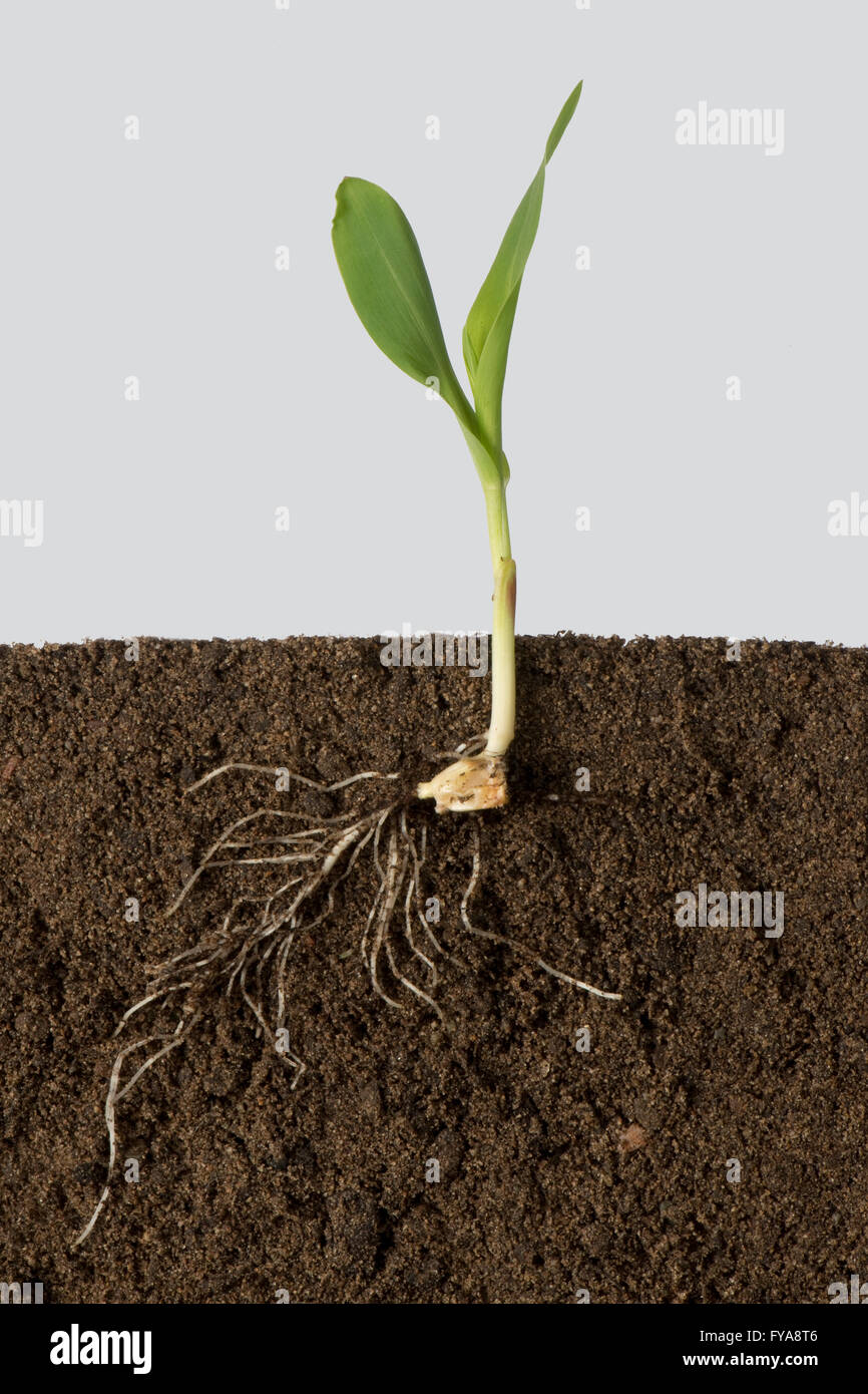 Maiswurzeln zea mays -Fotos und -Bildmaterial in hoher Auflösung – Alamy