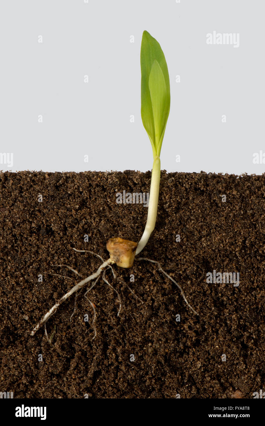 Maiswurzeln zea mays -Fotos und -Bildmaterial in hoher Auflösung – Alamy