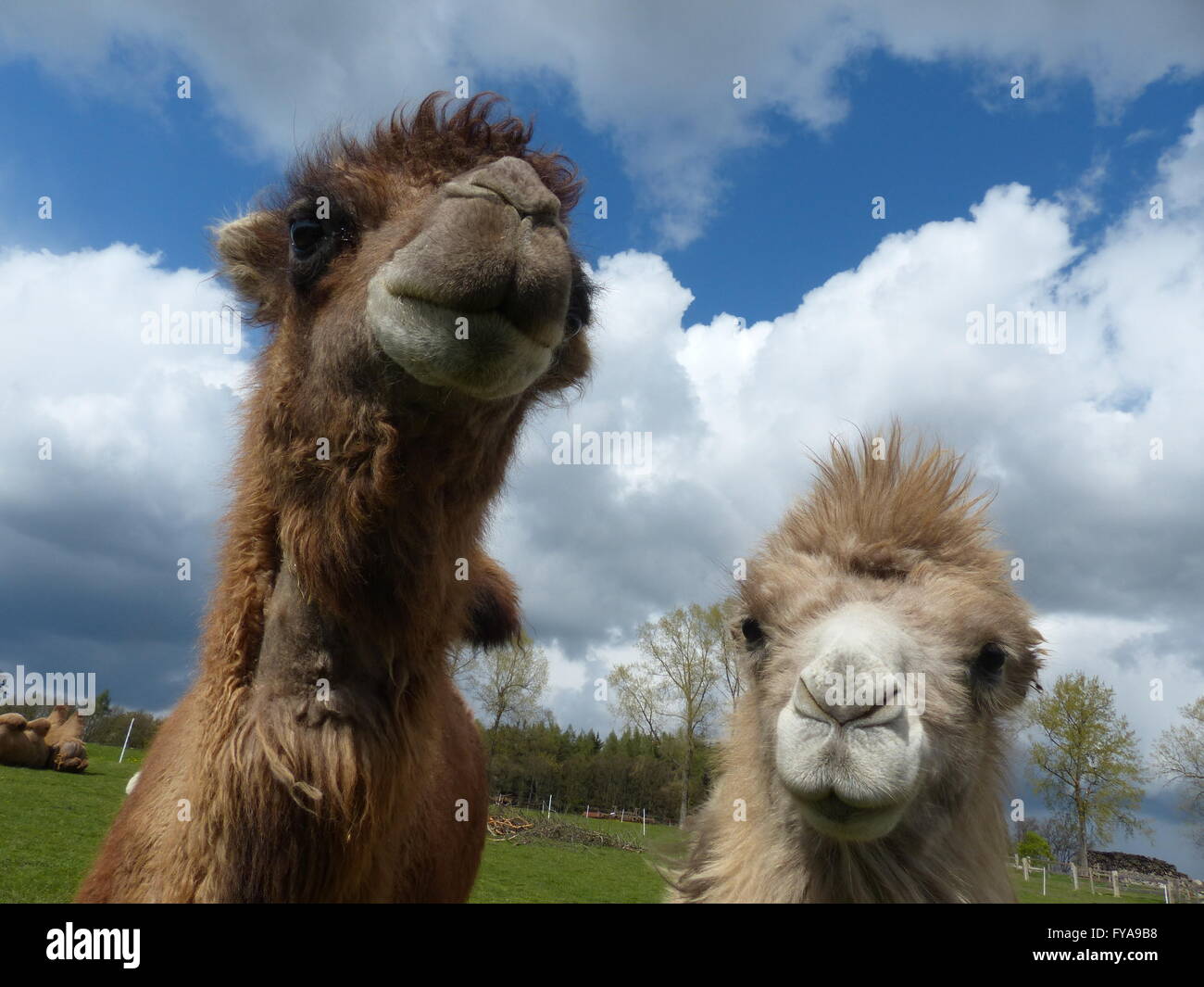 Friendly camel -Fotos und -Bildmaterial in hoher Auflösung – Alamy