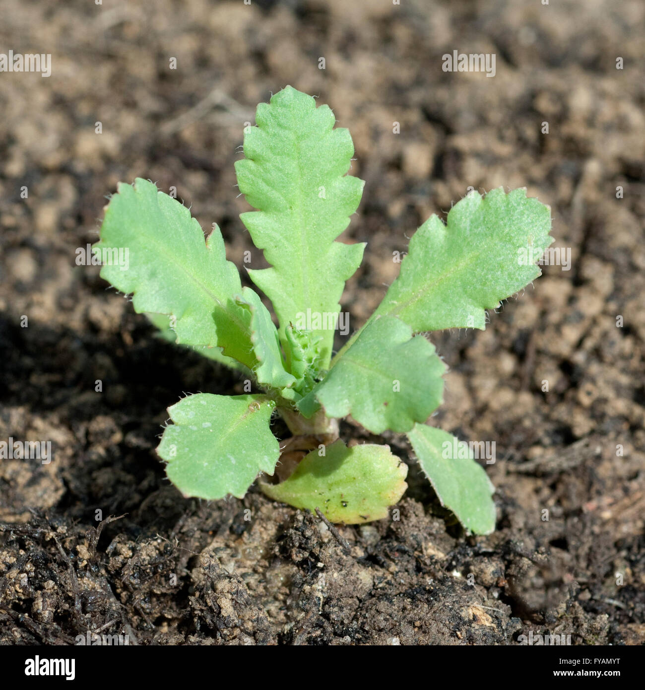 Mohn keimling -Fotos und -Bildmaterial in hoher Auflösung – Alamy