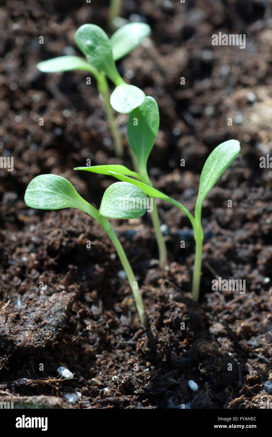 Adonis aestivalis -Fotos und -Bildmaterial in hoher Auflösung – Alamy