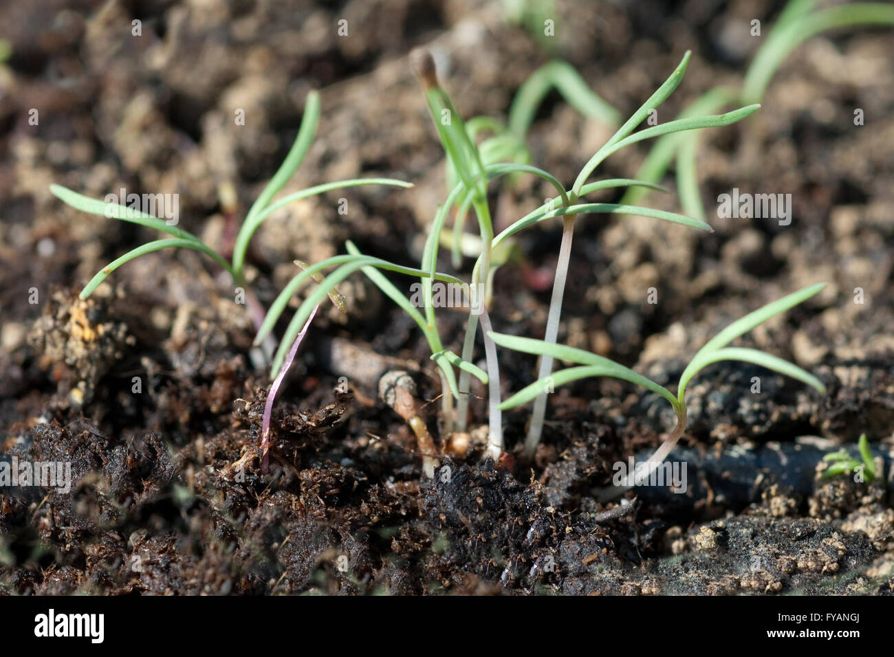 Kalifornischer; Mohn; Eschscholzia; Californica; Keimling ...