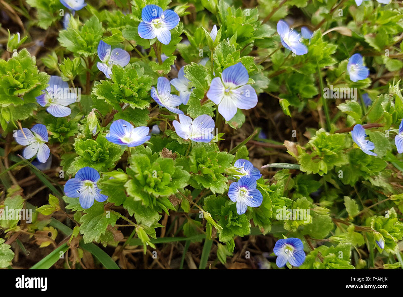 Persischer Ehrenpreis, Veronica persica Stockfotografie - Alamy