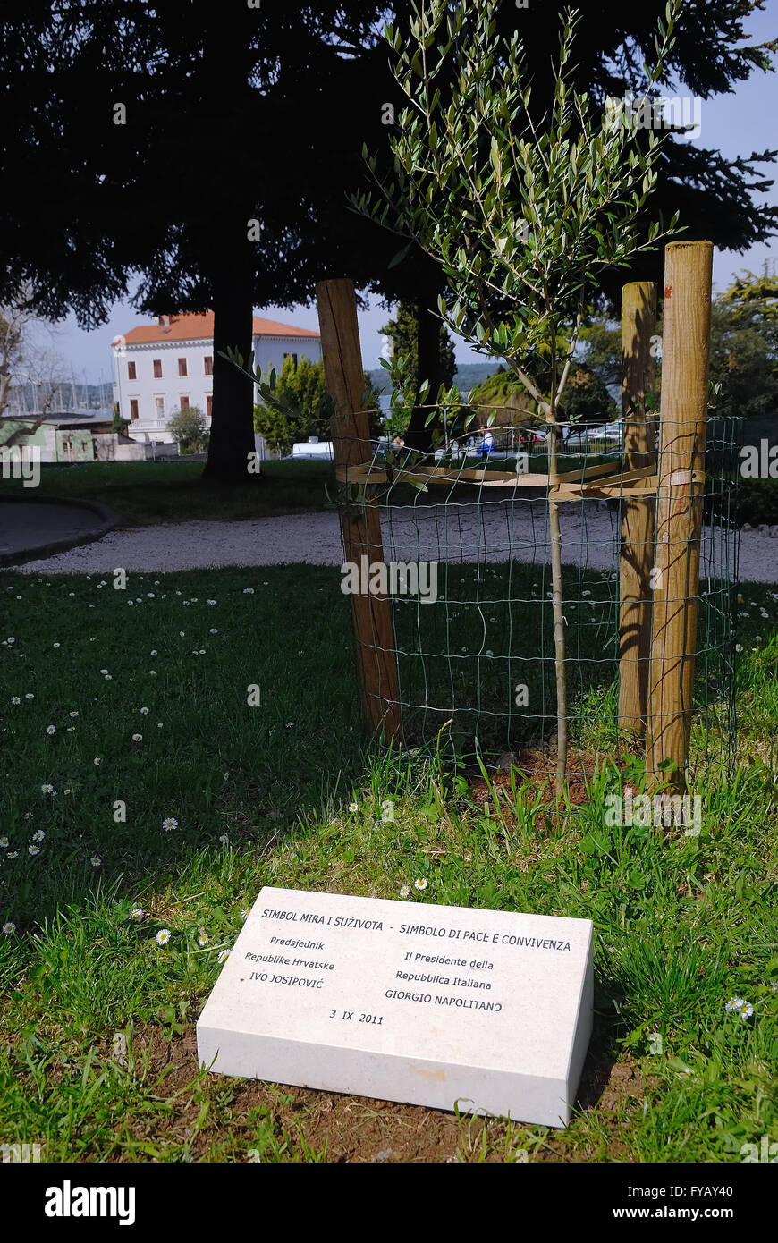 Pula, Istrien, Kroatien. Der Olivenbaum Symbol für Frieden und ...