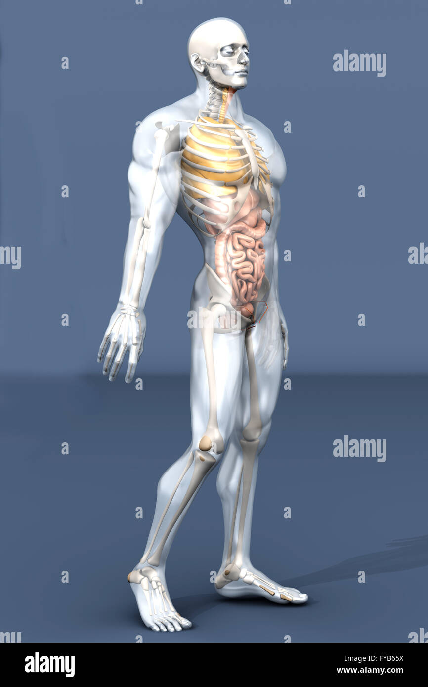 3D Visualisierung der menschlichen Anatomie. Die inneren Organe in ...