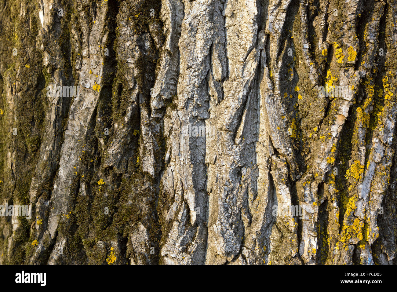 Pappel rinde detail -Fotos und -Bildmaterial in hoher Auflösung – Alamy