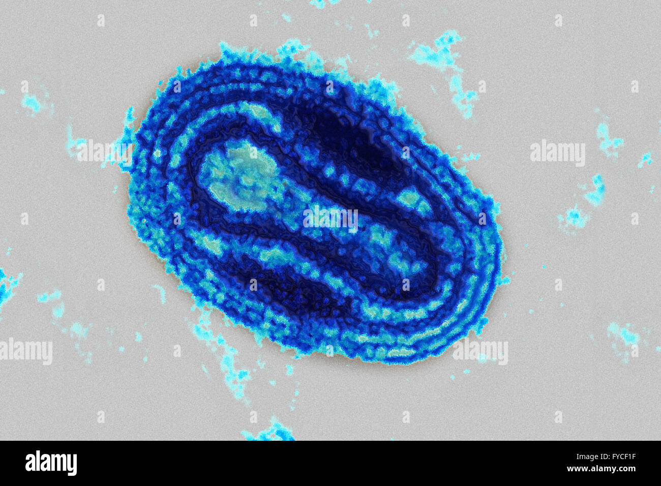 Pox Virus Stockfotos und -bilder Kaufen - Alamy