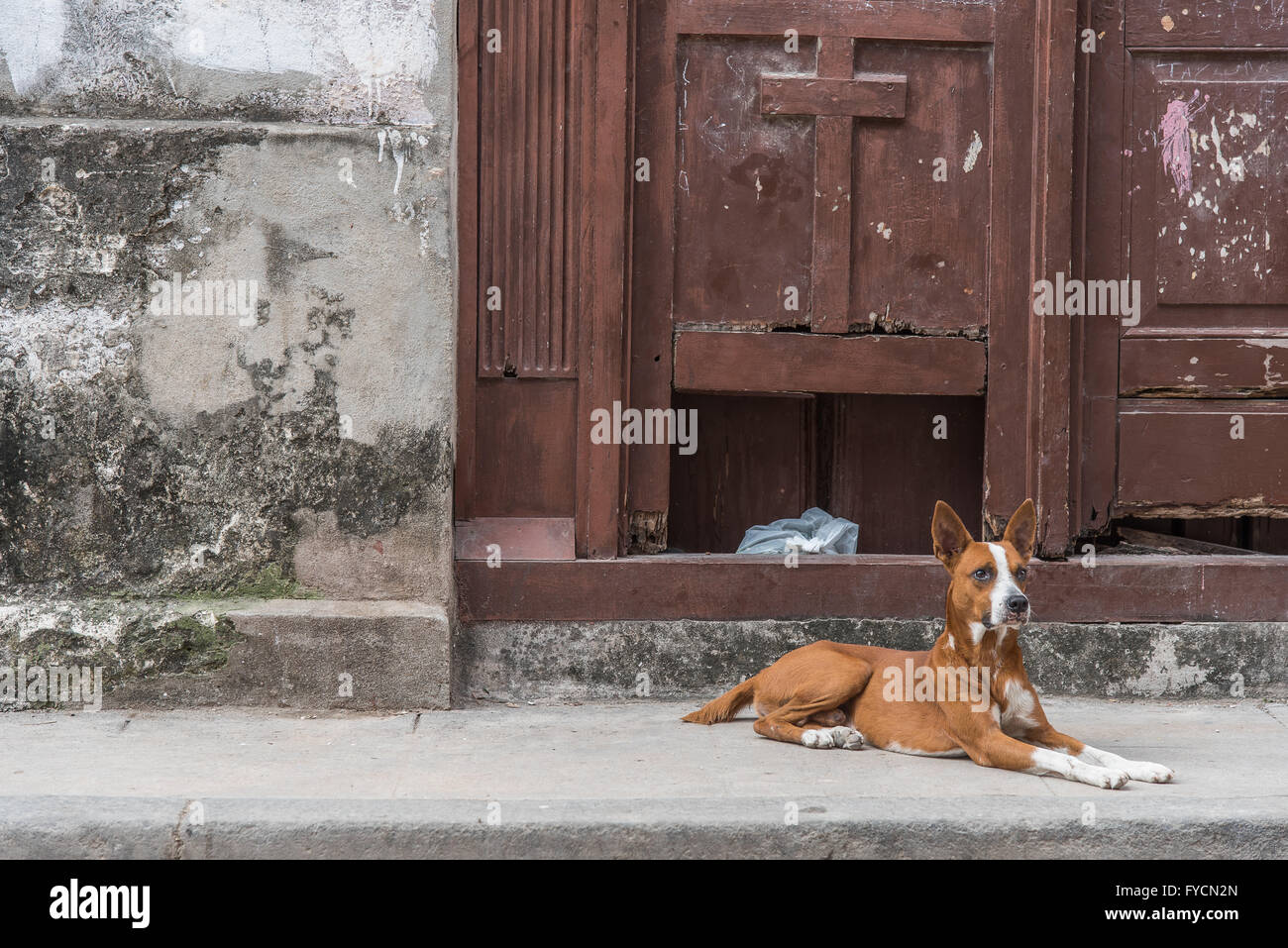 Ein sehr aufmerksamer Hund liegt auf der Straße vor einer typischen ...