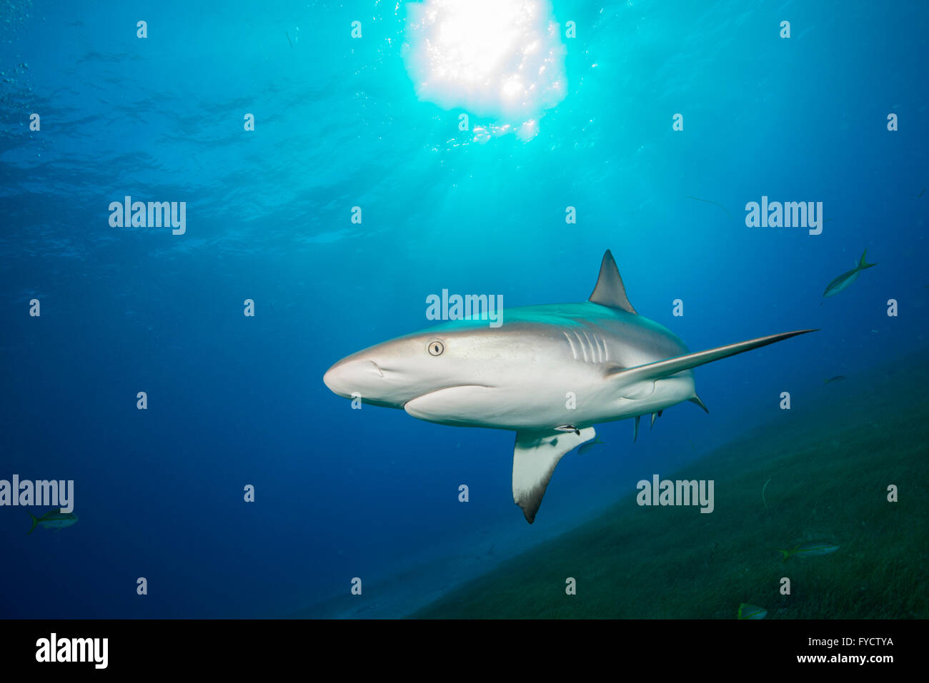Blue shark eye -Fotos und -Bildmaterial in hoher Auflösung – Alamy