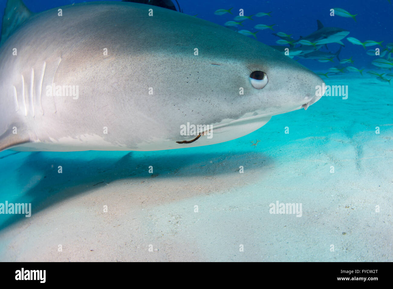 Tigerhai auge Stockfotos und -bilder Kaufen - Alamy