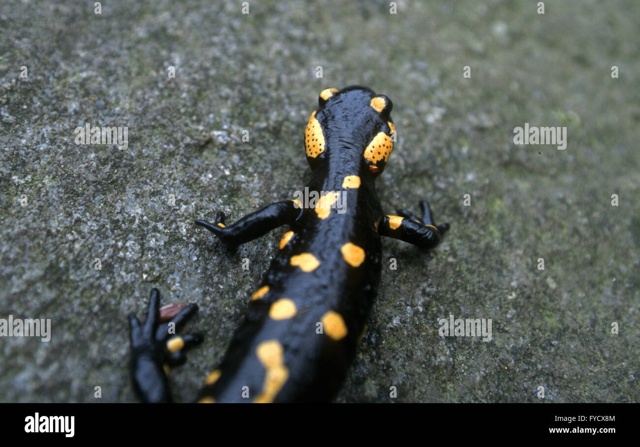 Salamanders species -Fotos und -Bildmaterial in hoher Auflösung – Alamy