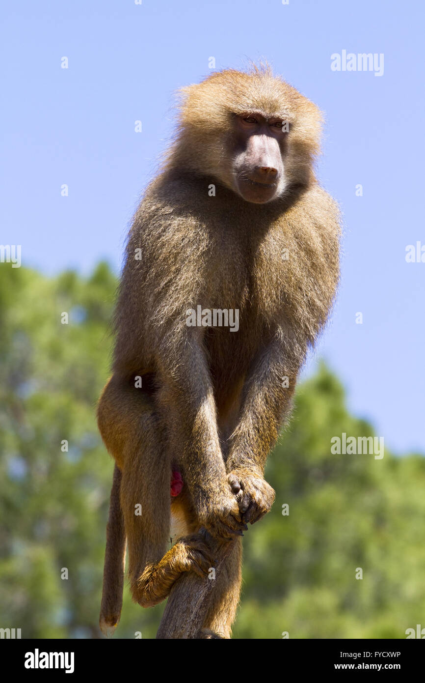 Chacma paviane papio hamadryas ursinus -Fotos und -Bildmaterial in ...