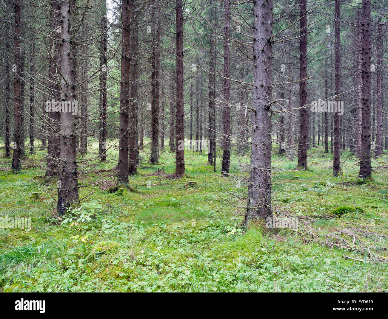 Fichten waldboden -Fotos und -Bildmaterial in hoher Auflösung – Alamy