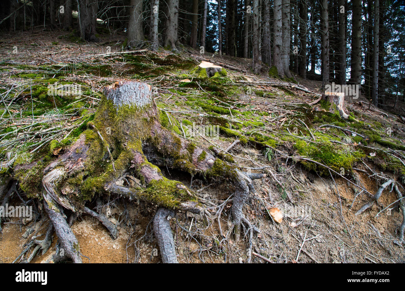 Baum verwurzeln Stockfotos und -bilder Kaufen - Alamy
