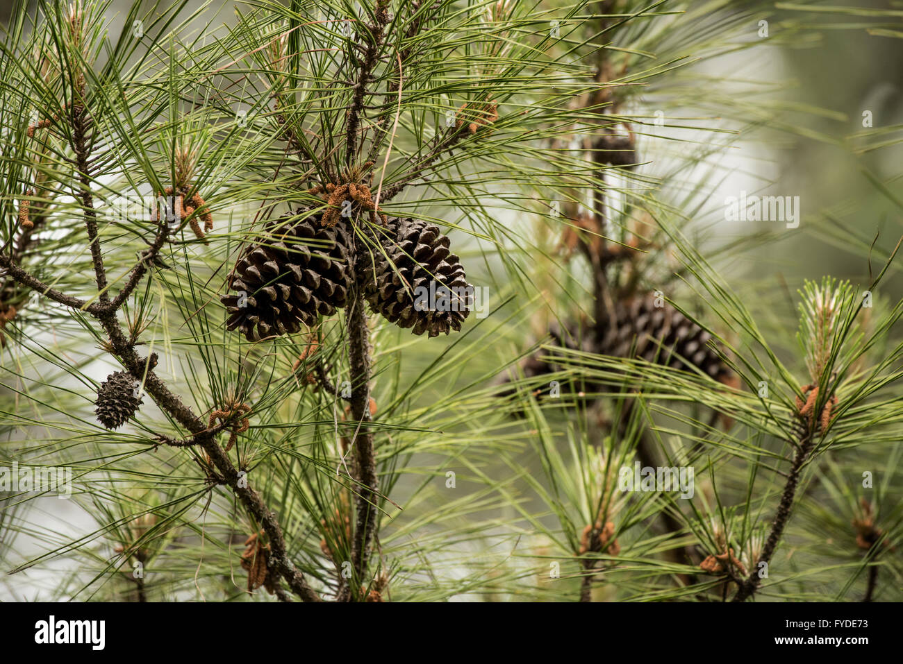 Pollen tannenzapfen -Fotos und -Bildmaterial in hoher Auflösung – Alamy