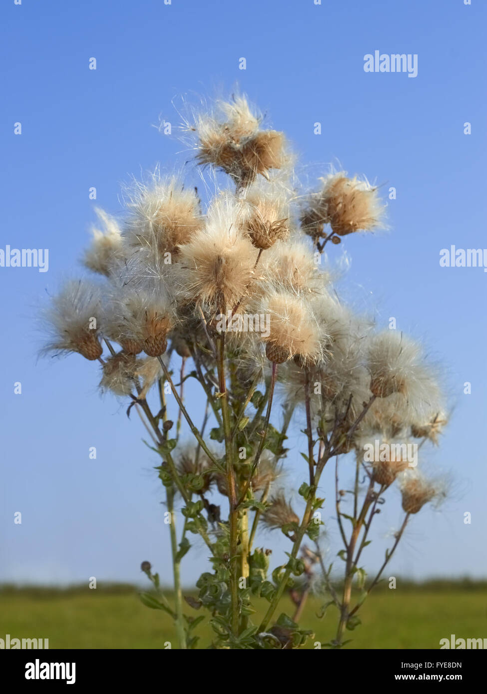 Flaumige distelblätter -Fotos und -Bildmaterial in hoher Auflösung – Alamy