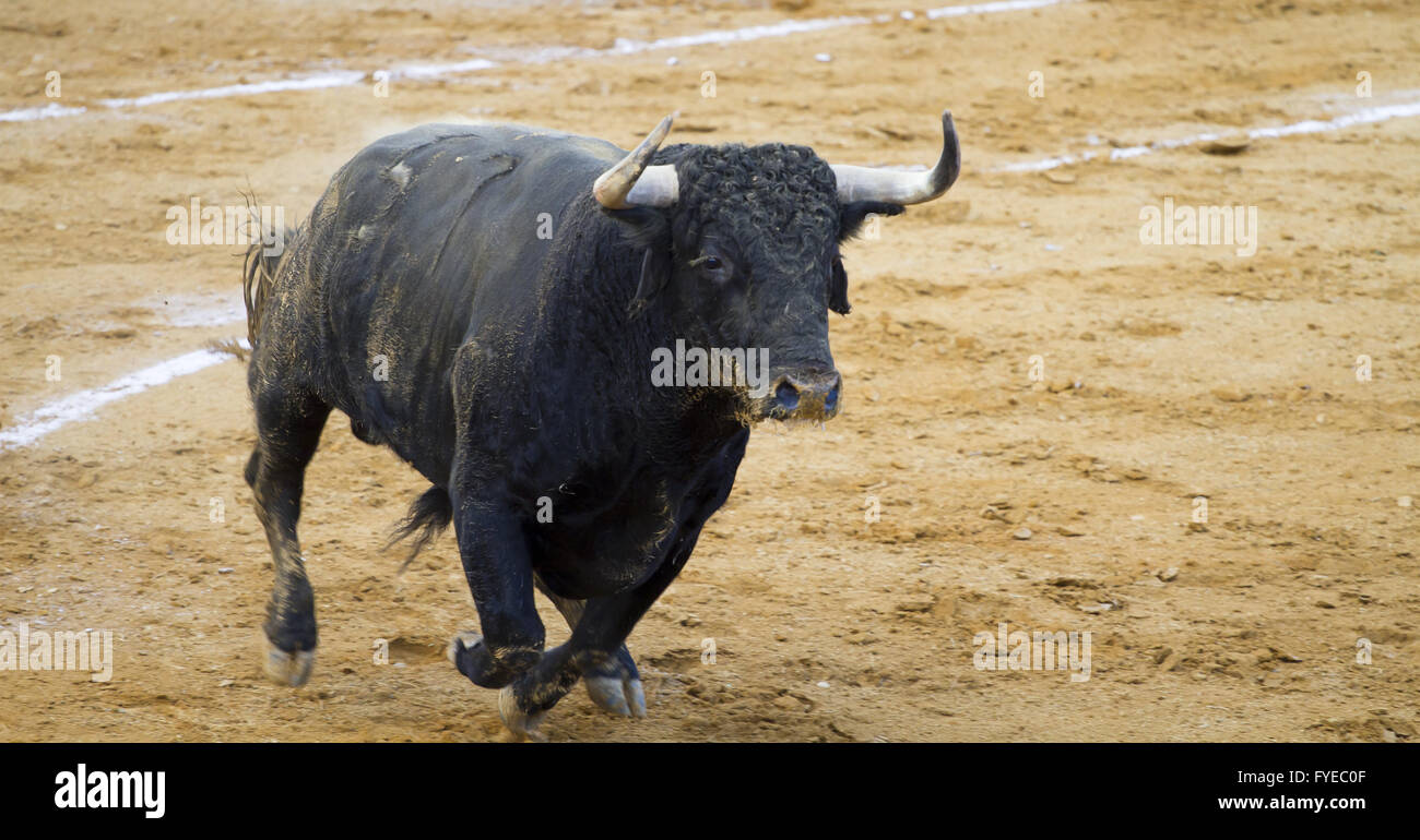 Spanische stiere -Fotos und -Bildmaterial in hoher Auflösung – Alamy