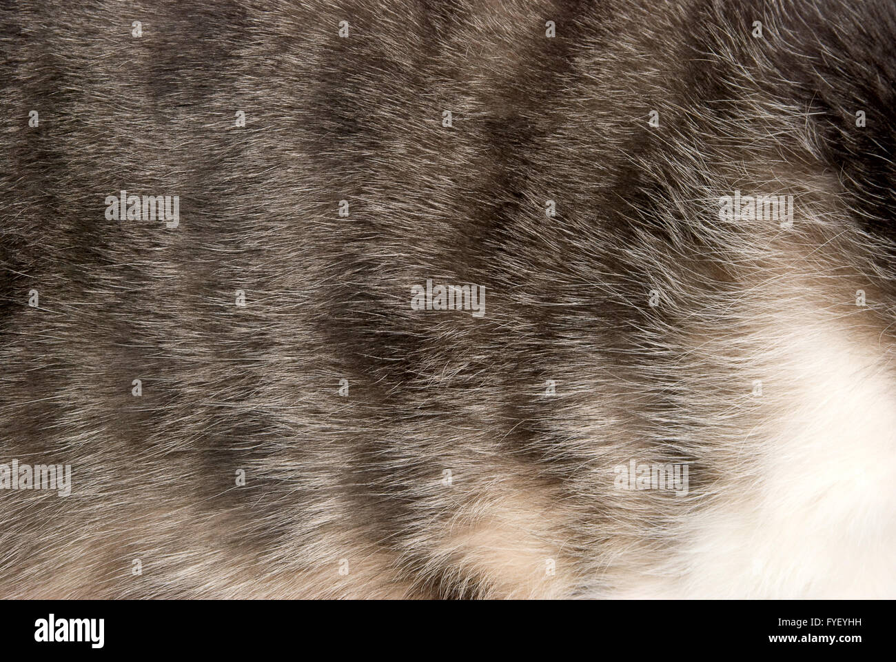 Katzenlinien kunstdesign -Fotos und -Bildmaterial in hoher Auflösung ...