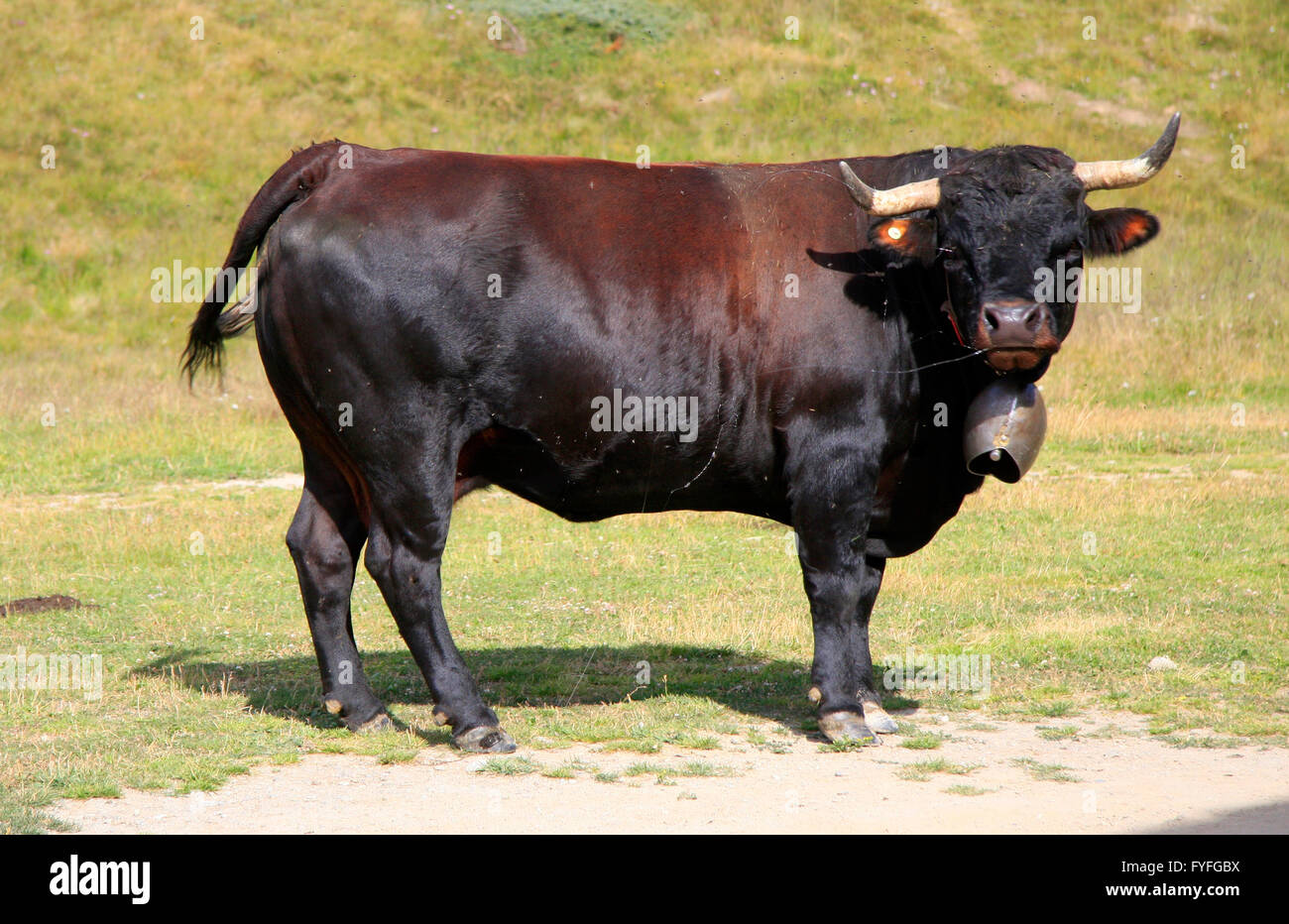 Schweizer stier -Fotos und -Bildmaterial in hoher Auflösung – Alamy