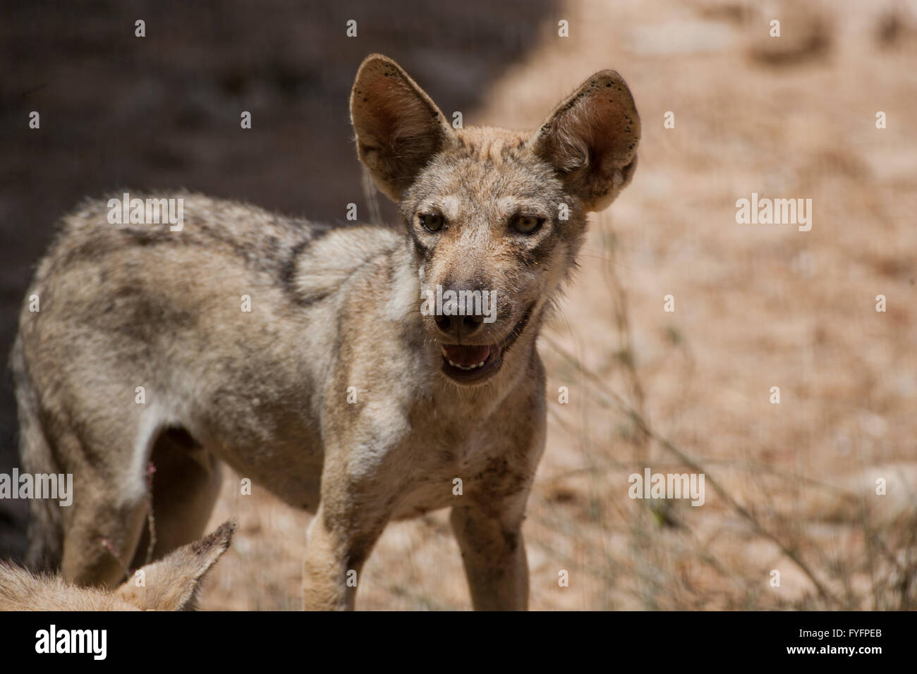 Arabischer Wolf (aka einsamen Wolf Canis Lupus Araber). Dieser Wolf ist ...
