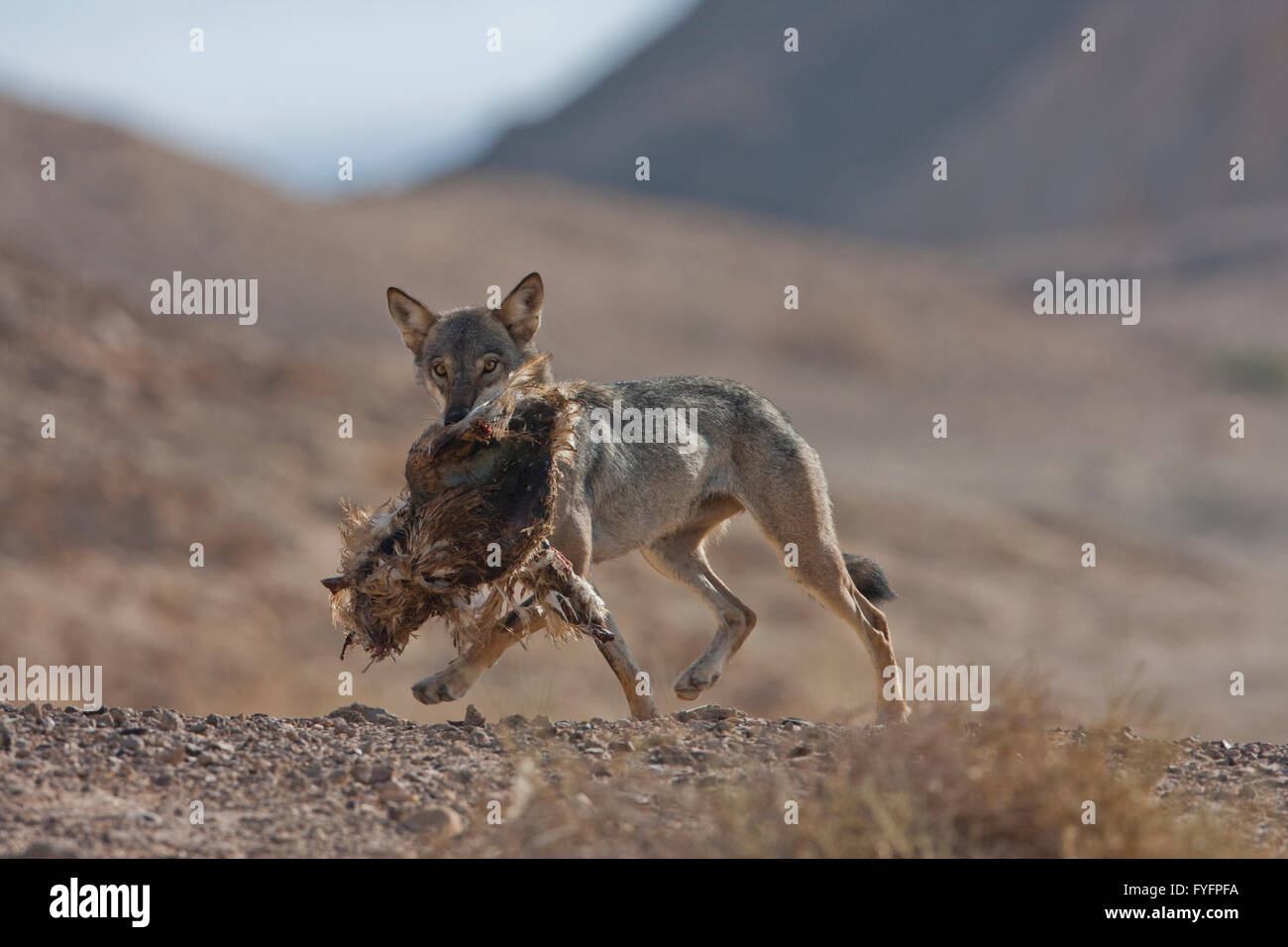 Arabischer Wolf (aka einsamen Wolf Canis Lupus Araber). mit Beute ...