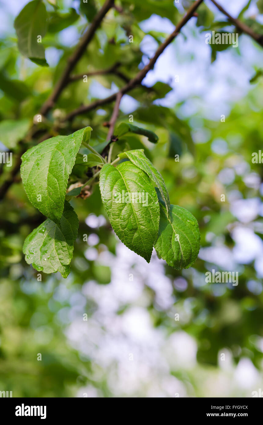 Apfelbaum sommer -Fotos und -Bildmaterial in hoher Auflösung – Alamy