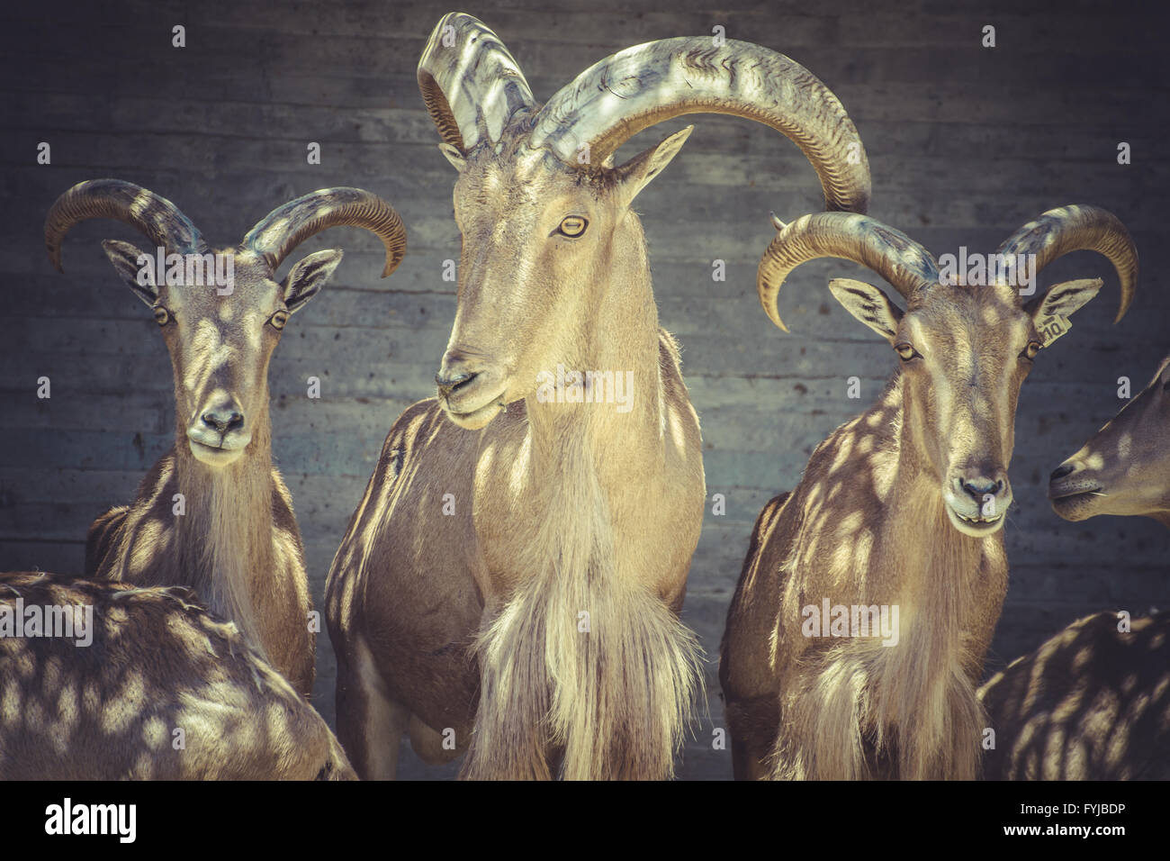 Nubian steinbock -Fotos und -Bildmaterial in hoher Auflösung – Alamy