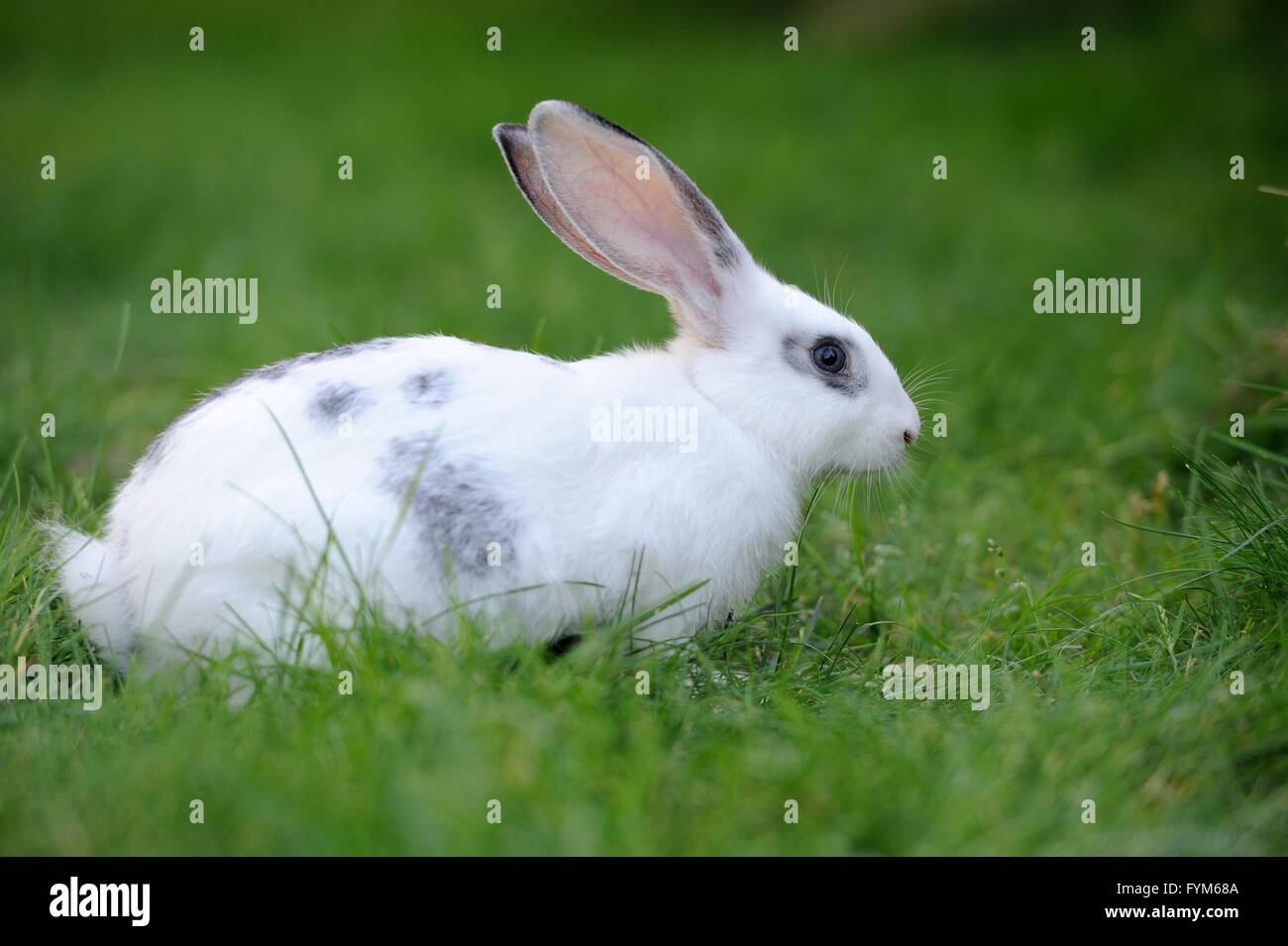 Tan kaninchen -Fotos und -Bildmaterial in hoher Auflösung – Alamy