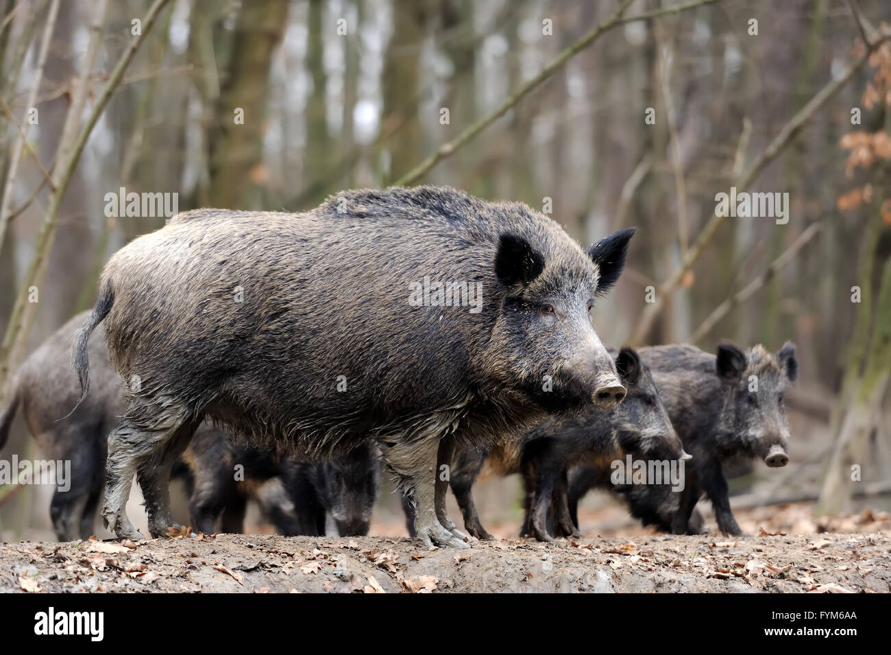 Wild boar attack -Fotos und -Bildmaterial in hoher Auflösung – Alamy