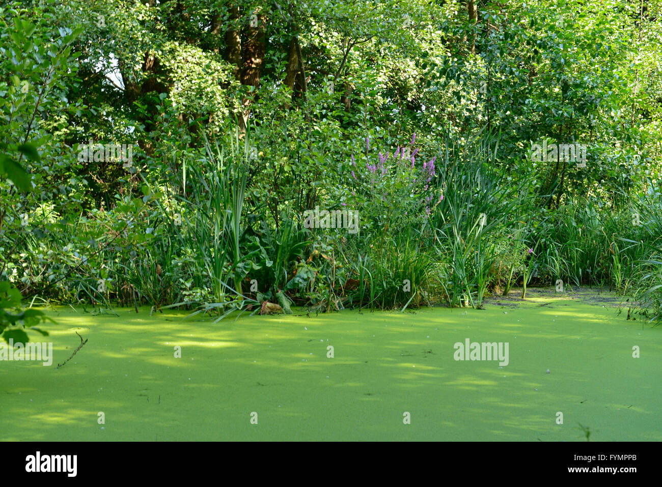 Der fluss main -Fotos und -Bildmaterial in hoher Auflösung – Alamy
