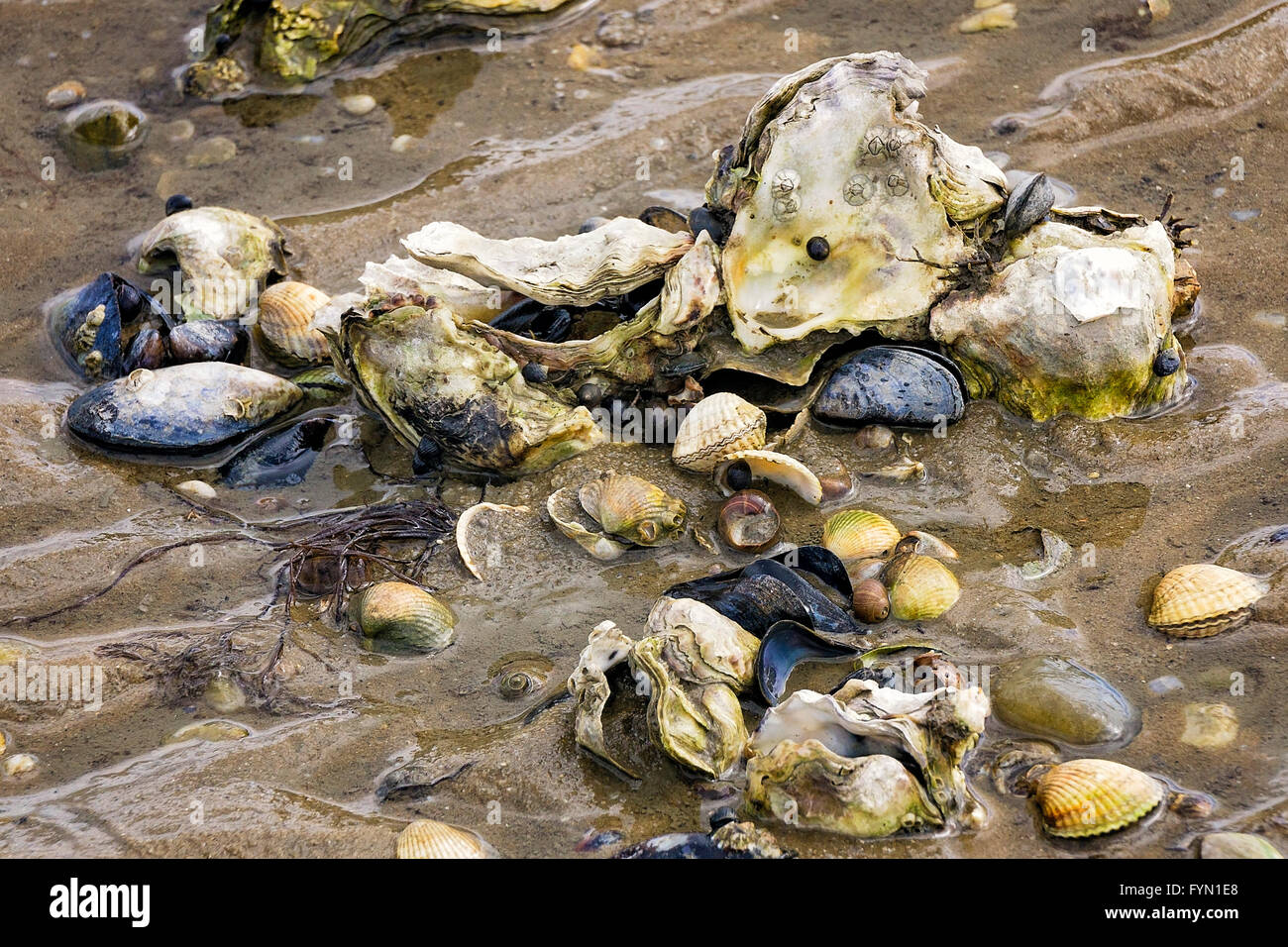 Muscheln am nordseestrand -Fotos und -Bildmaterial in hoher Auflösung ...