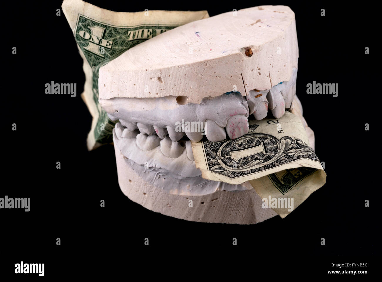 Bill anatomie -Fotos und -Bildmaterial in hoher Auflösung – Alamy