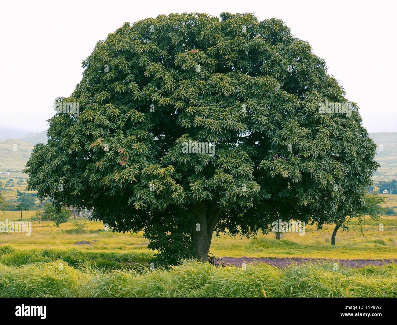 Mango tree -Fotos und -Bildmaterial in hoher Auflösung – Alamy