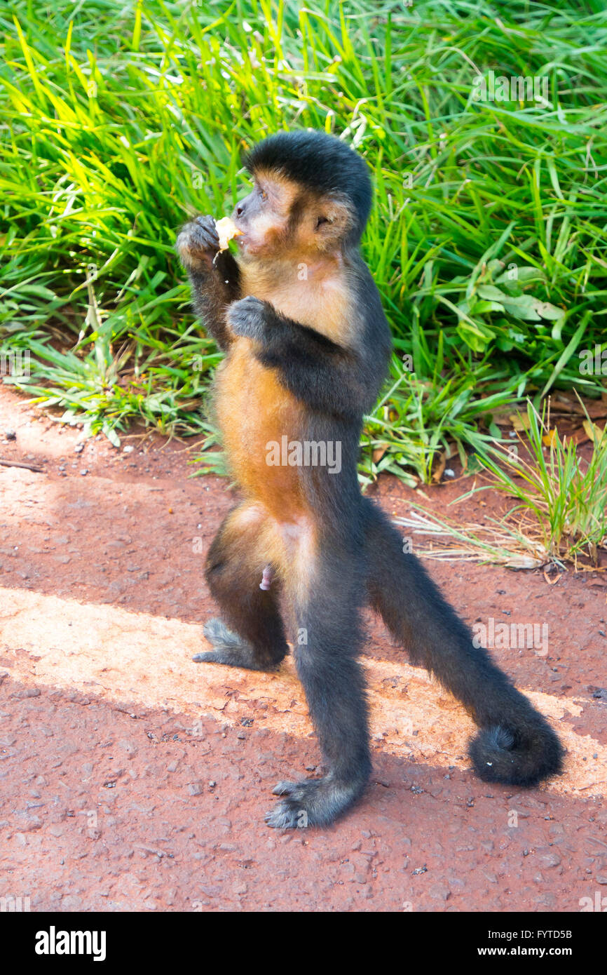 Affe, Der Eine Banane Isst Stockfotos und -bilder Kaufen - Alamy