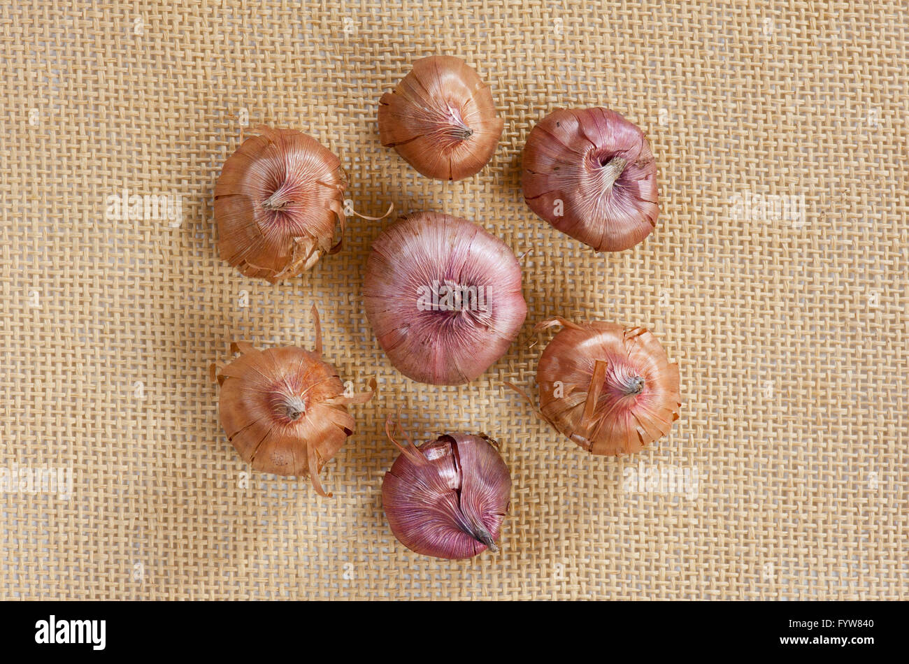 Gladiolen Blumenzwiebeln Farben mischen, die Schwertlilie, die viele ...