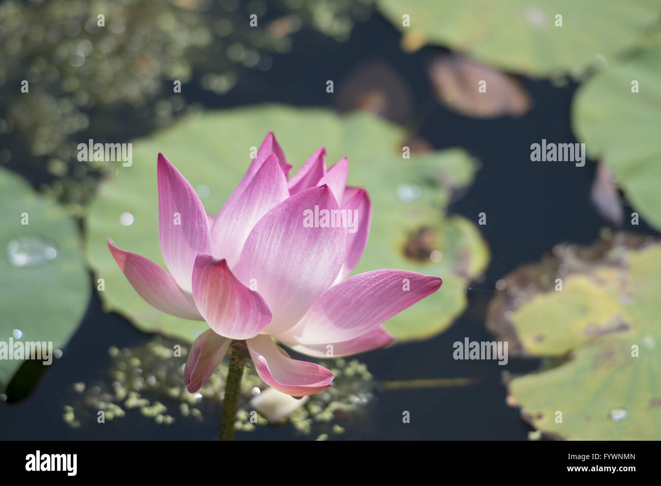 Lotus bangkok -Fotos und -Bildmaterial in hoher Auflösung – Alamy