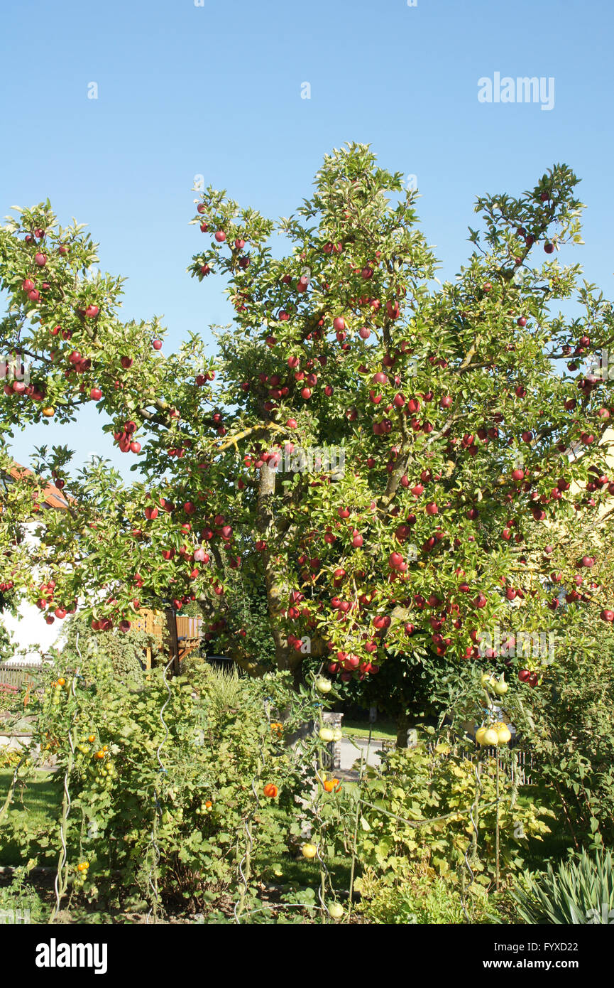 Malus Domestica Gloster, Apfelbaum Stockfotografie - Alamy