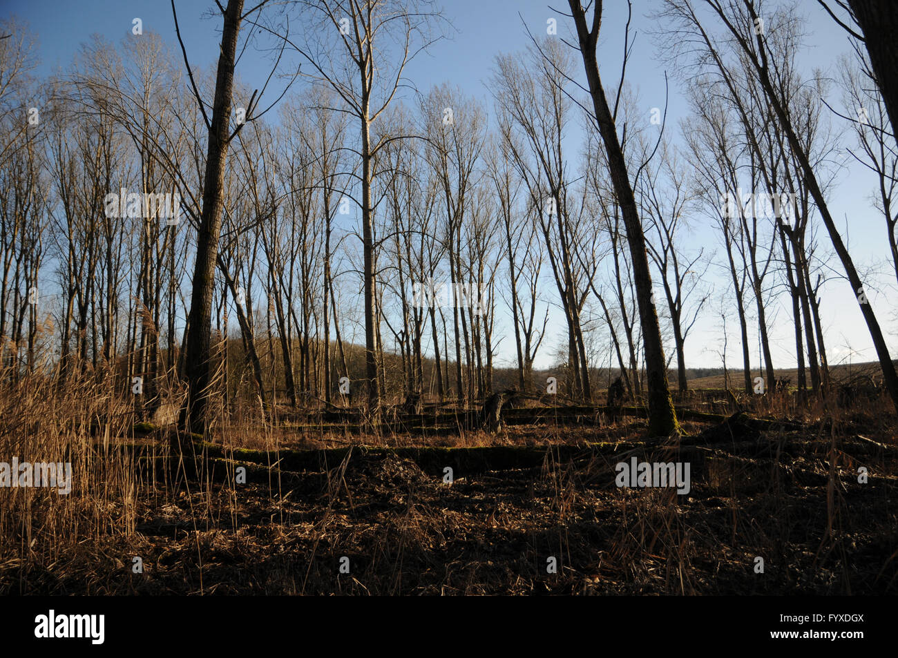 Balsam pappel -Fotos und -Bildmaterial in hoher Auflösung – Alamy